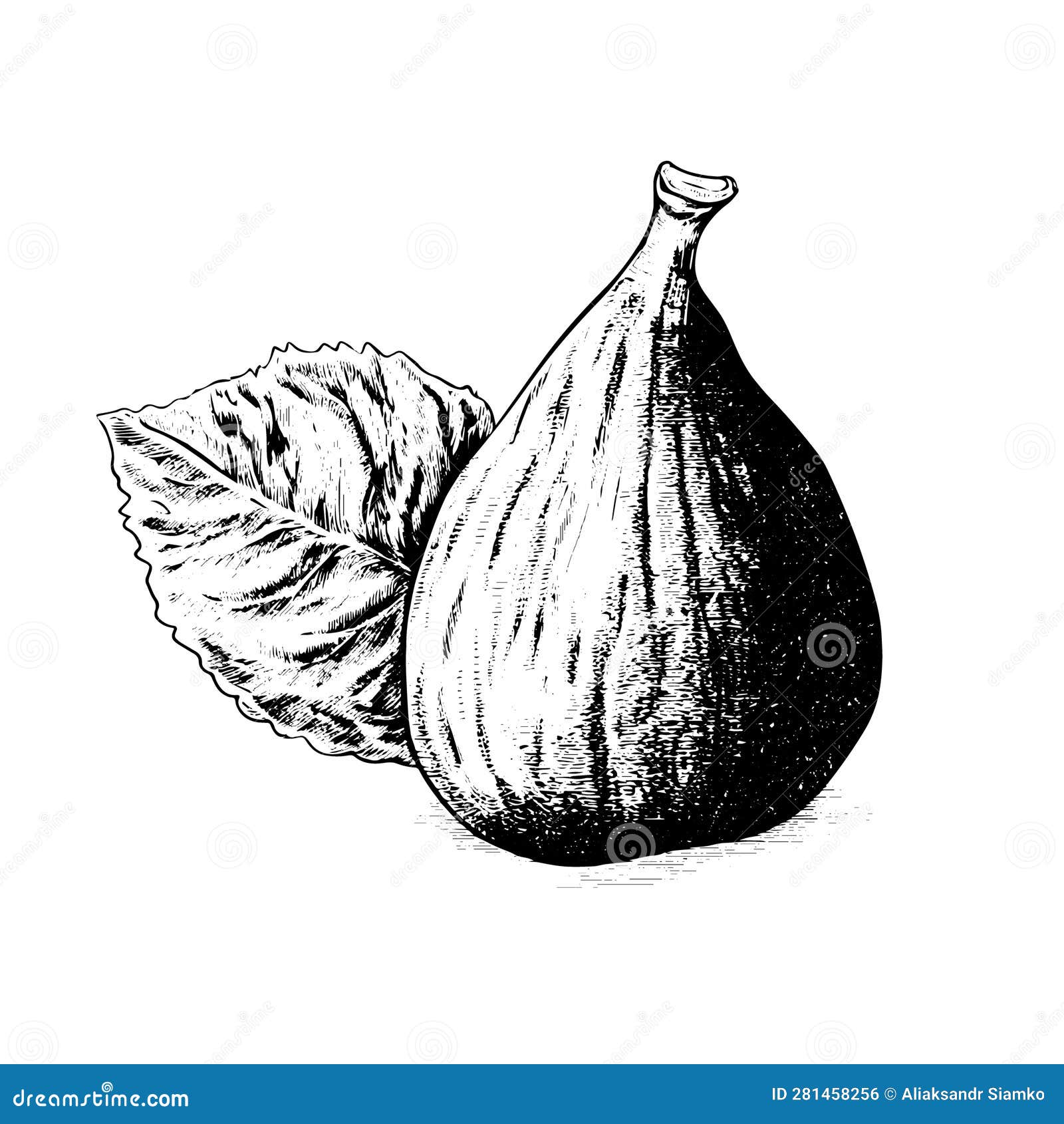 Fig Vector Drawing. Isolated Hand Drawn Object, Engraved Style ...