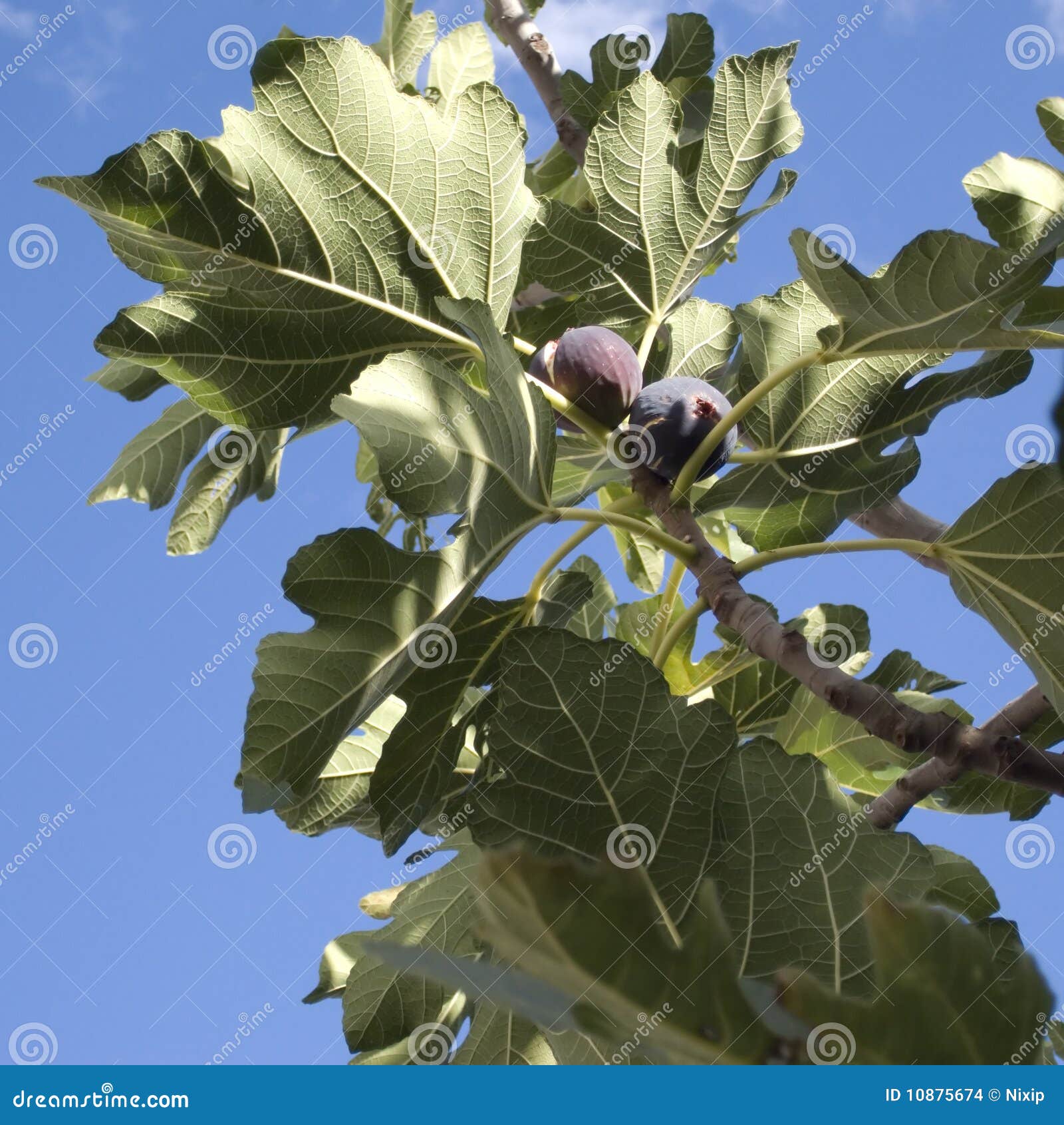 Fig on the vine stock photo. Image of laxative, summer - 10875674