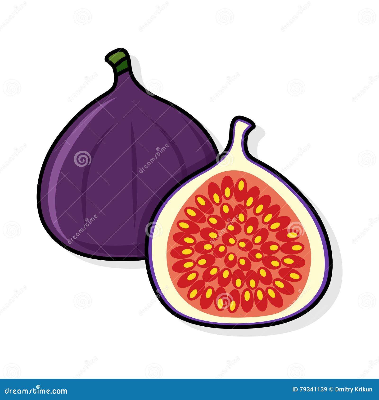 Fig on a white background stock illustration. Illustration of organic ...