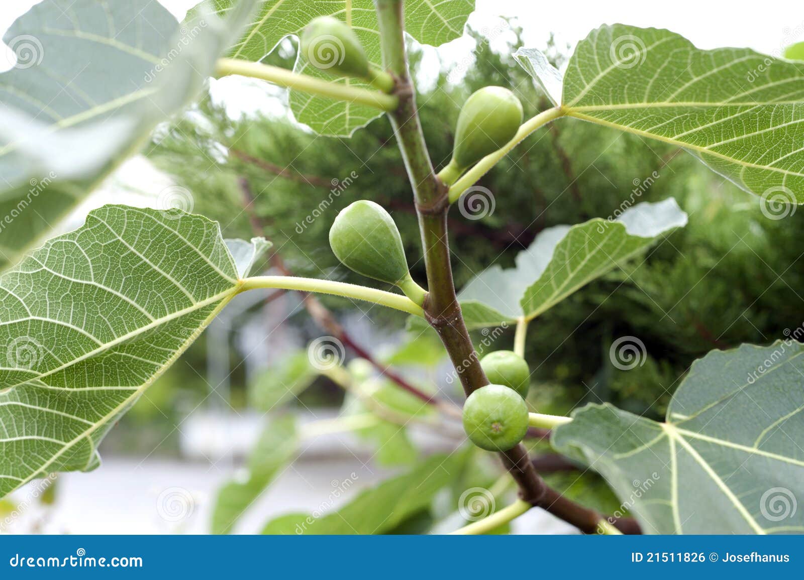 Figh tree stock photo. Image of food, green, fruit, orchard - 21511826