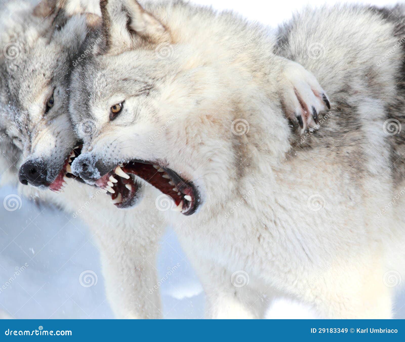 Fight stock image. Image of aggressive, winter, wild - 29183349