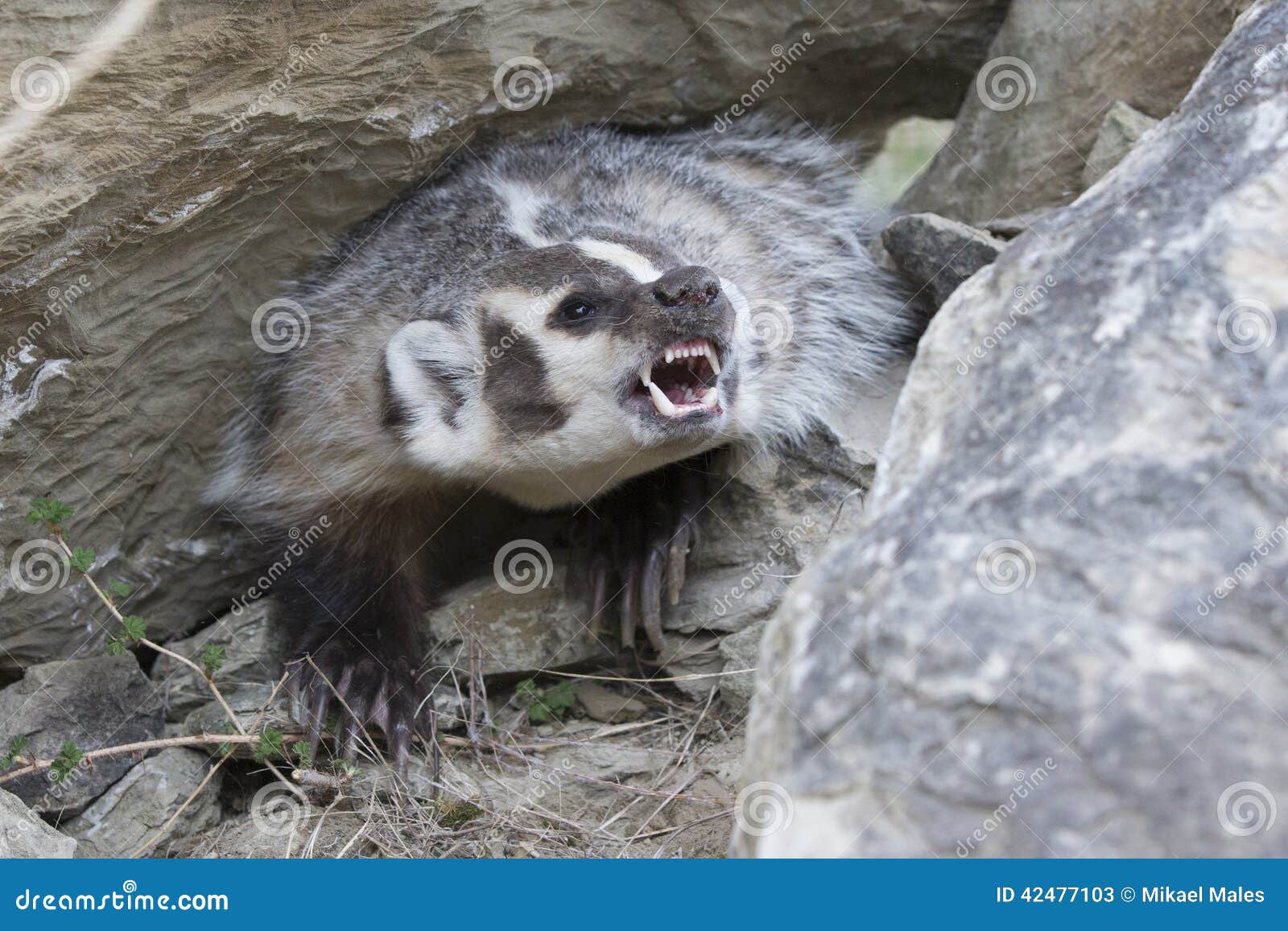 American Badger Staining Ground On Prairie Royalty-Free Stock ...