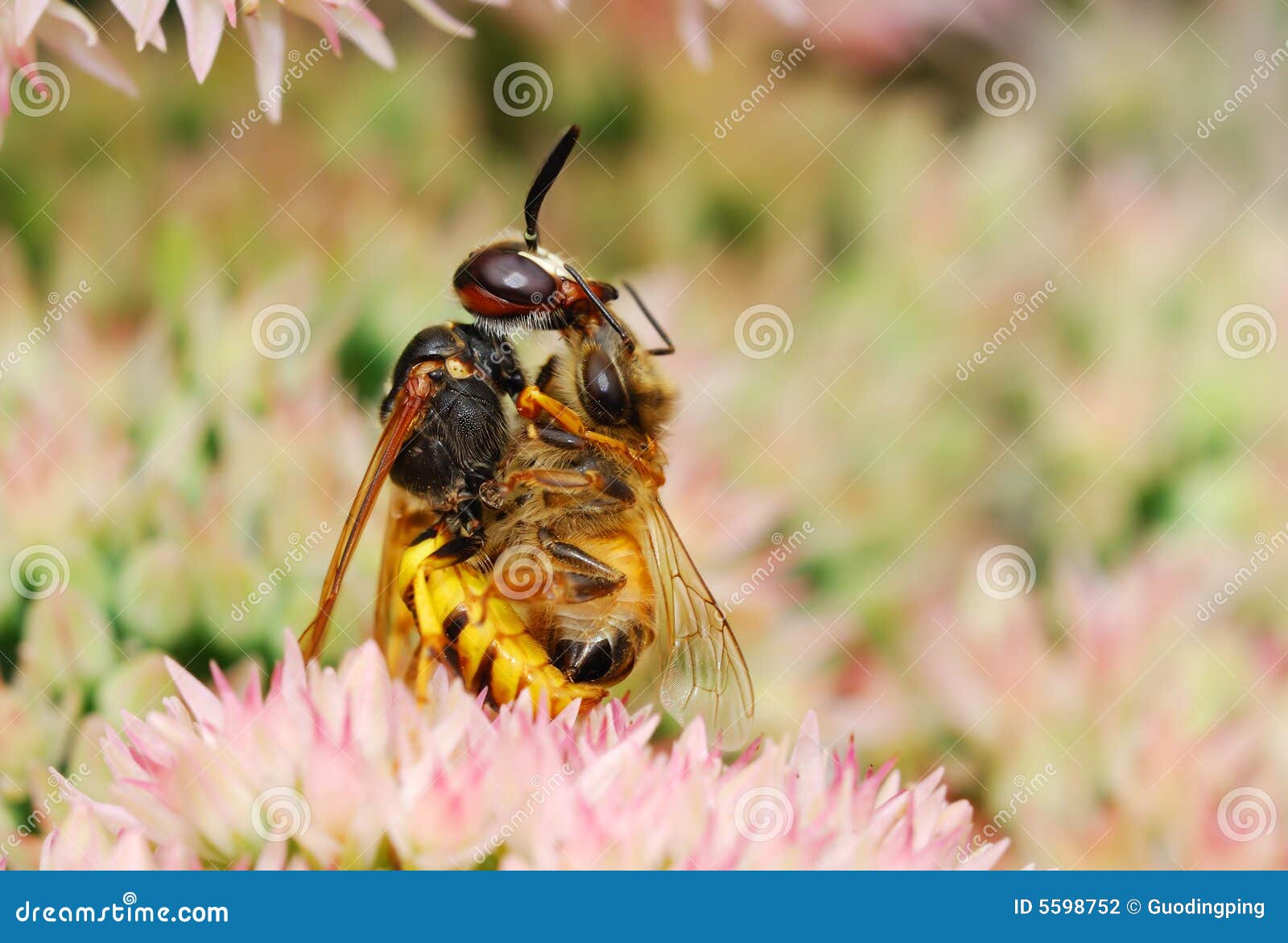 Fight bee stock photo. Image of buzz, golden, hair, honey - 5598752