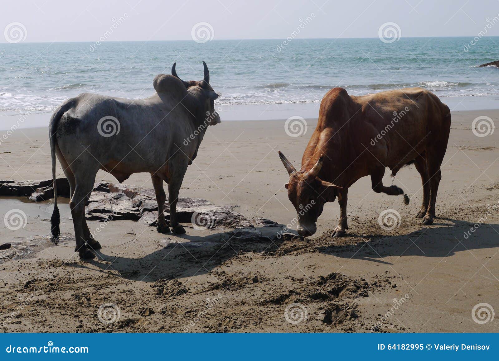Fight of buffalo s stock image. Image of blow, horns - 64182995