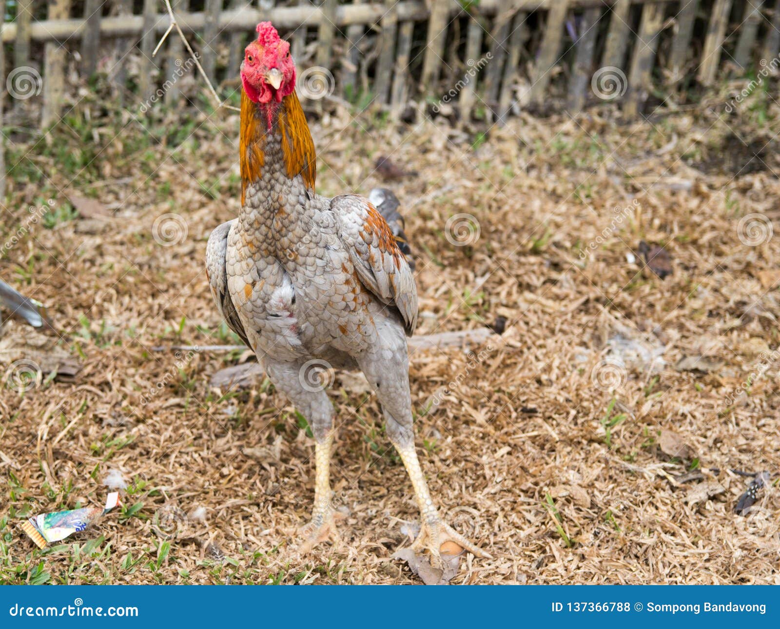 Fight Chicken Farming. stock photo. Image of farm, black - 137366788