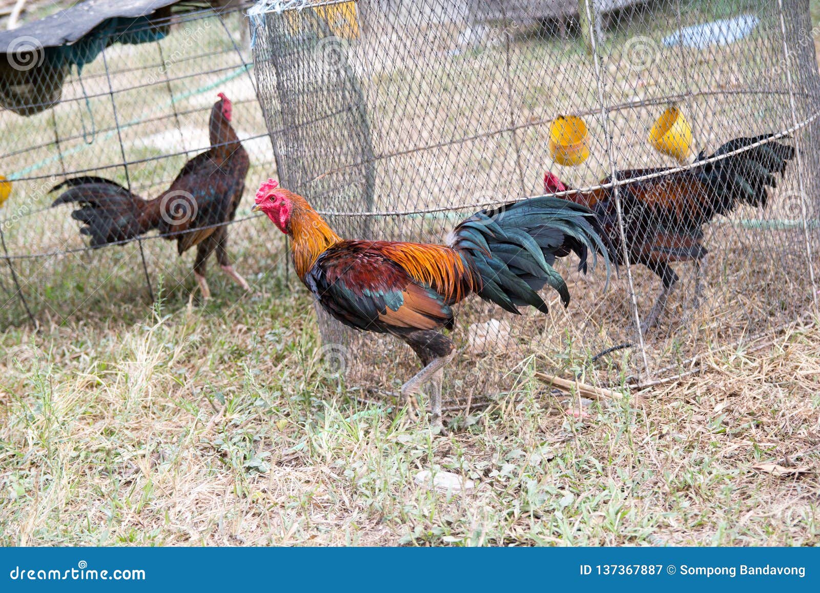 Fight Chicken Farming. stock image. Image of grass, comb - 137367887