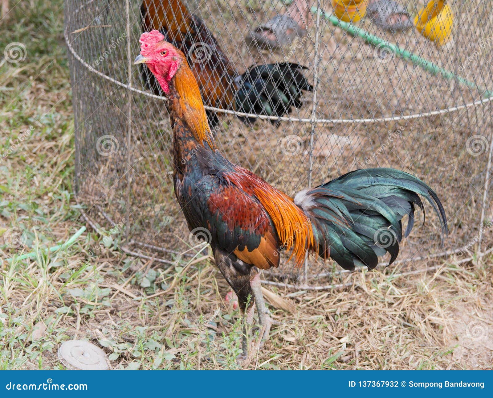 Fight Chicken Farming. stock photo. Image of comb, beak - 137367932