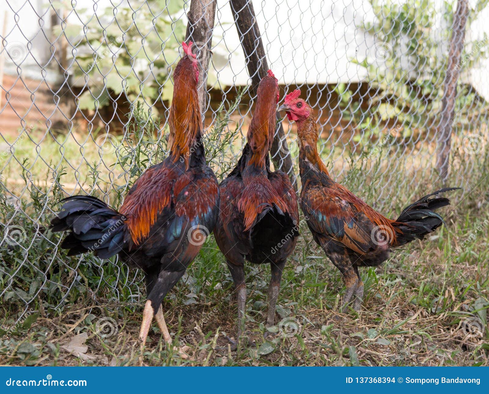 Fight Chicken Farming stock photo. Image of fight, comb - 137368394