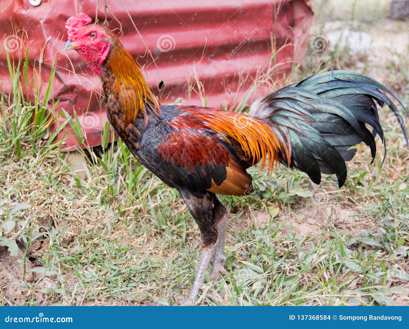 Fight Chicken Farming. stock photo. Image of cockerel - 137368584