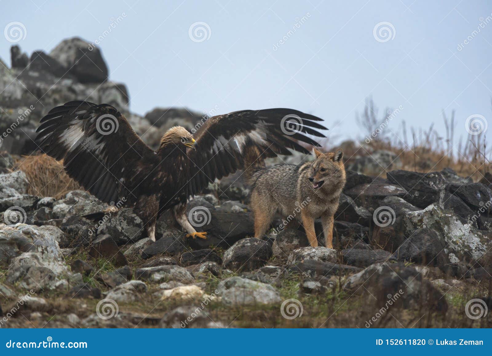 Fight of eagle and jackal stock photo. Image of raptor - 152611820