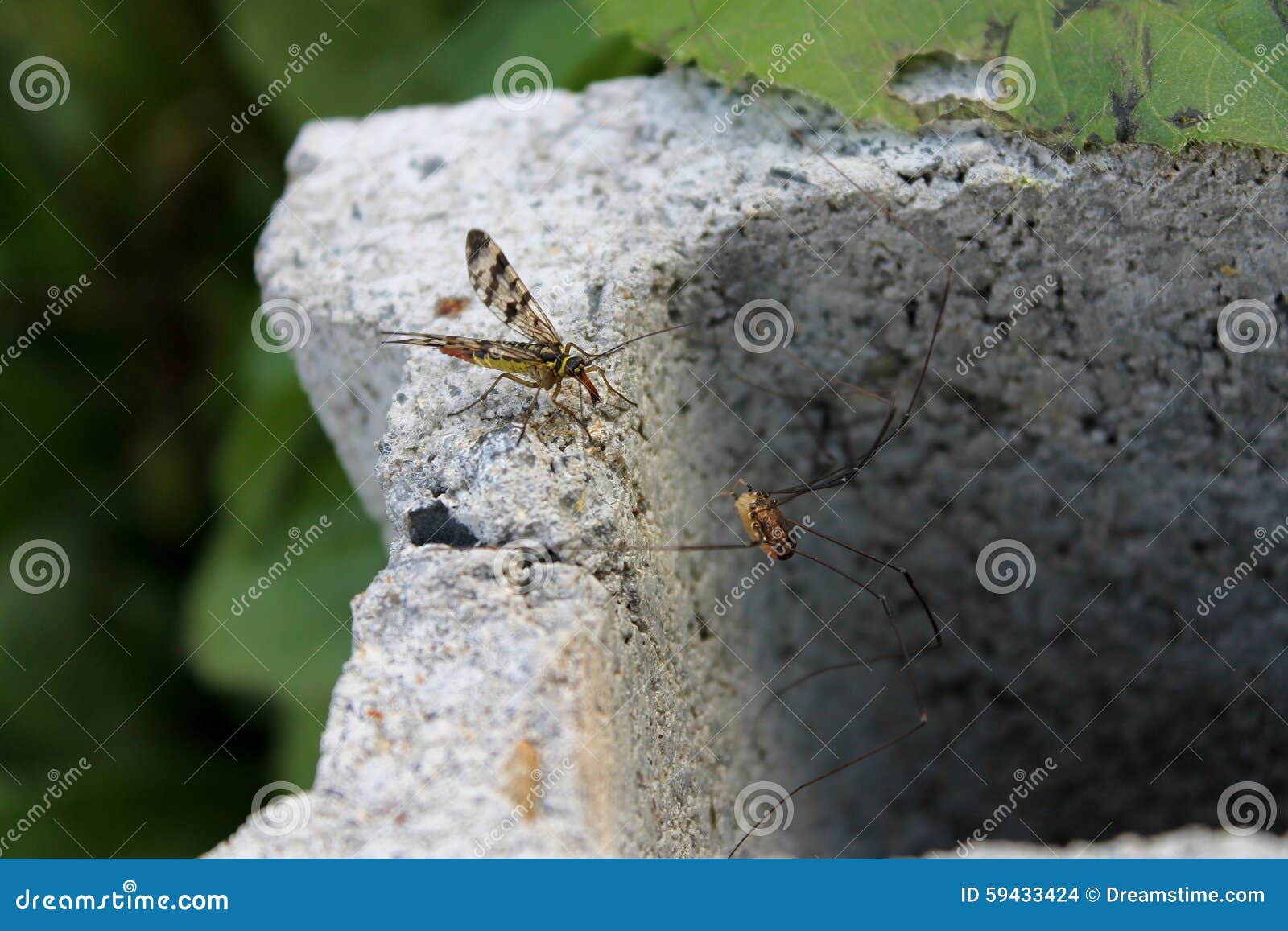 Fight insect stock photo. Image of wild, animals, insect - 59433424