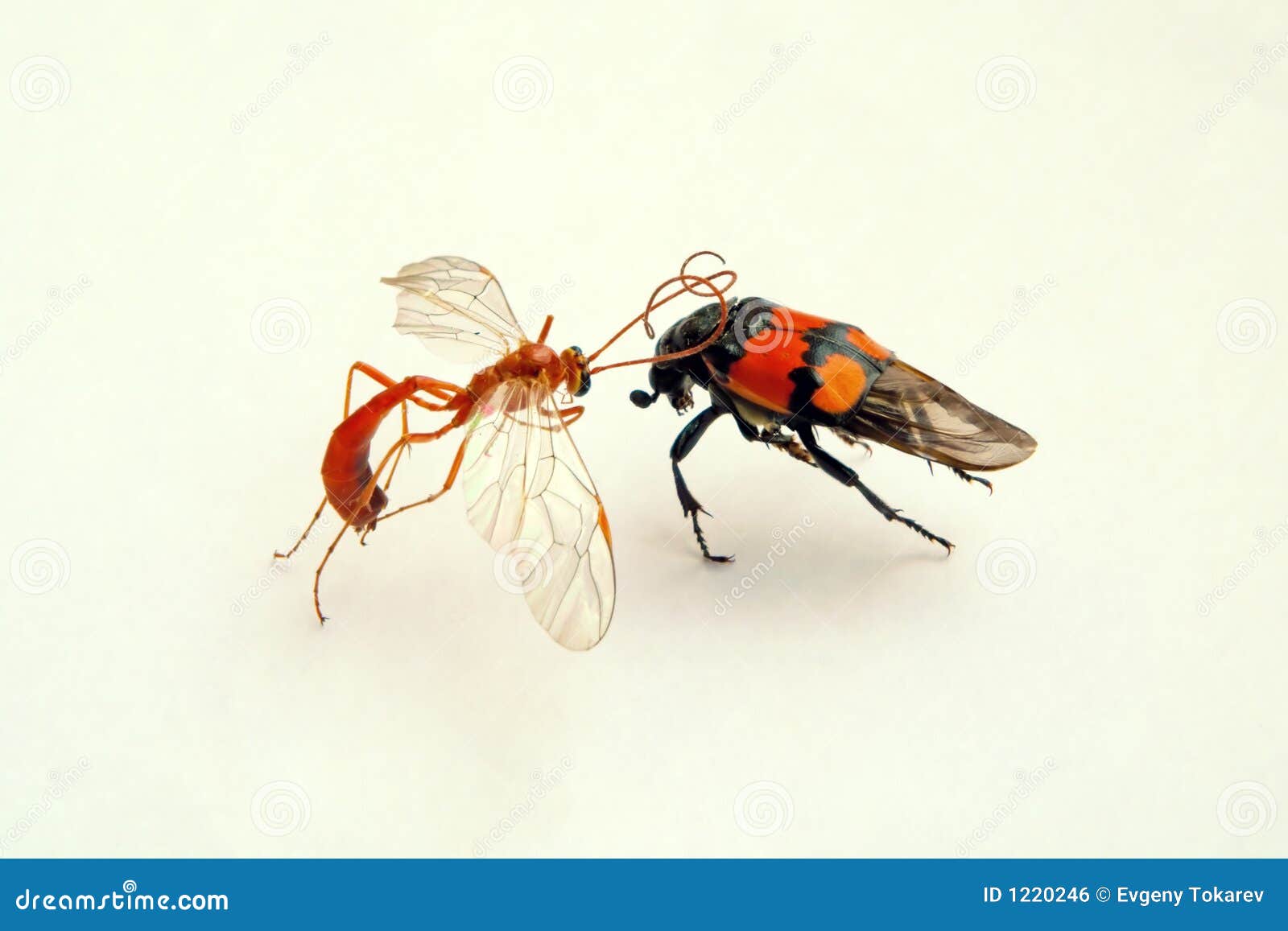Fight of insects stock photo. Image of creep, tails, partner - 1220246