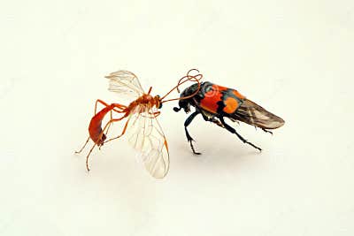 Fight of insects stock photo. Image of creep, tails, partner - 1220246