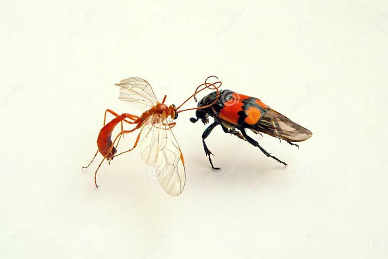 Fight of insects stock photo. Image of creep, tails, partner - 1220246
