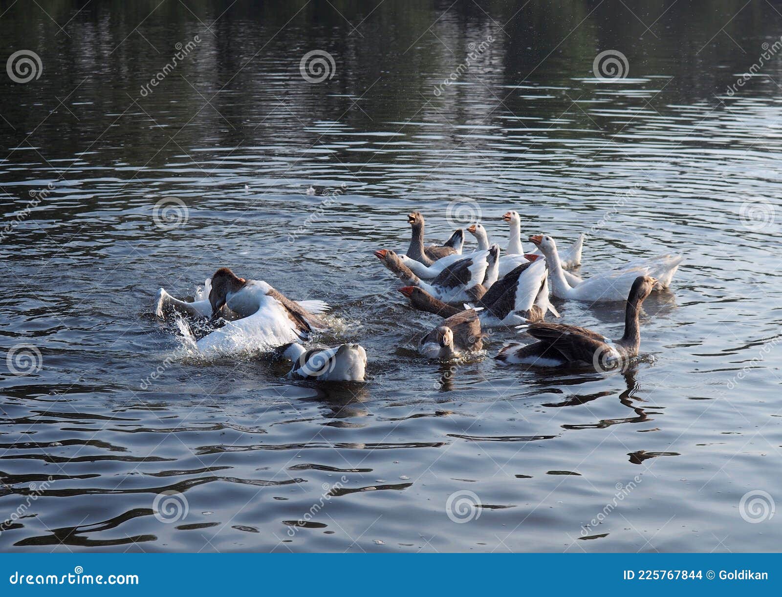 Fight of Leaders of Goose Pack Stock Photo - Image of bird, waterbird ...