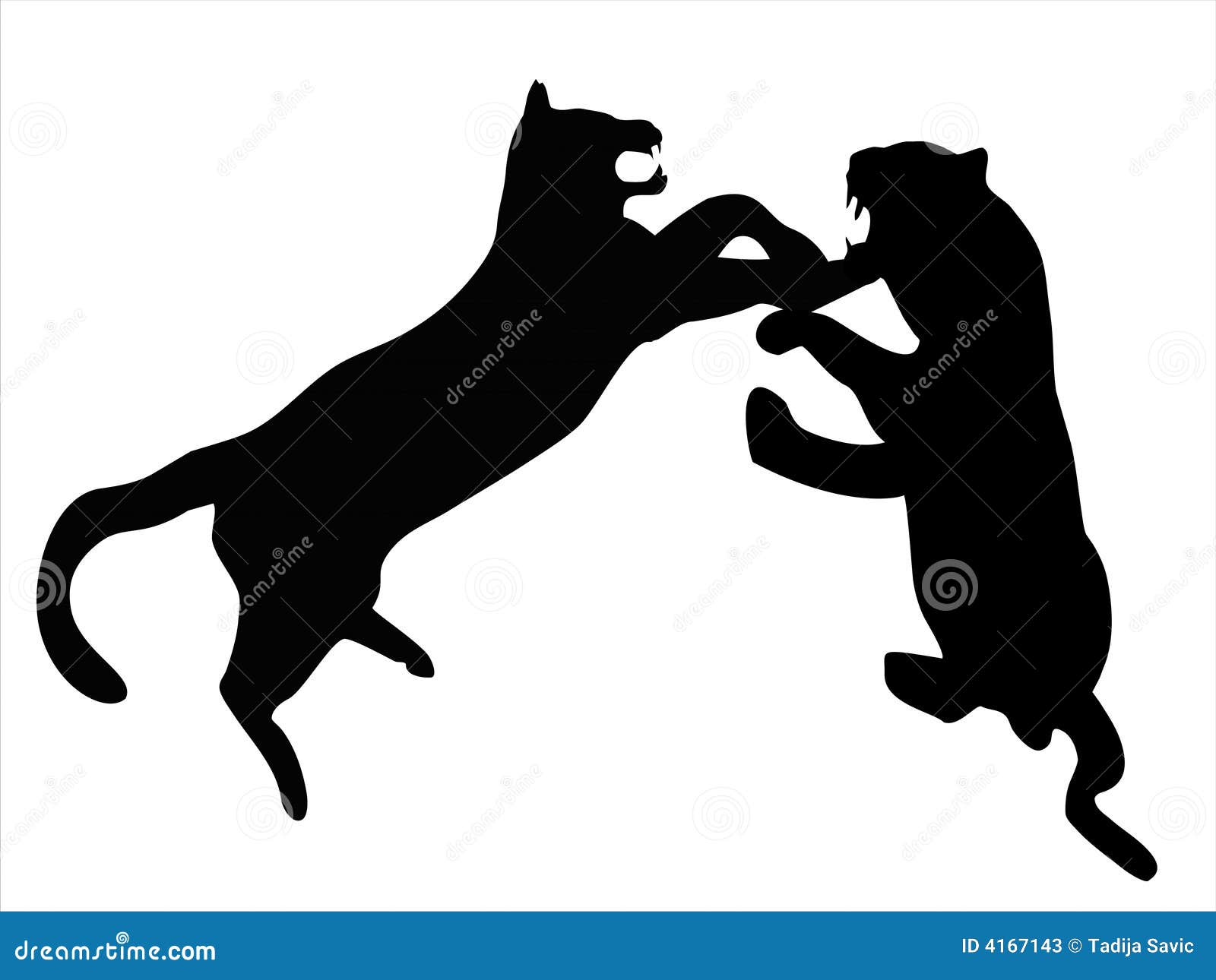 Fight between leopards stock illustration. Illustration of illustrate ...