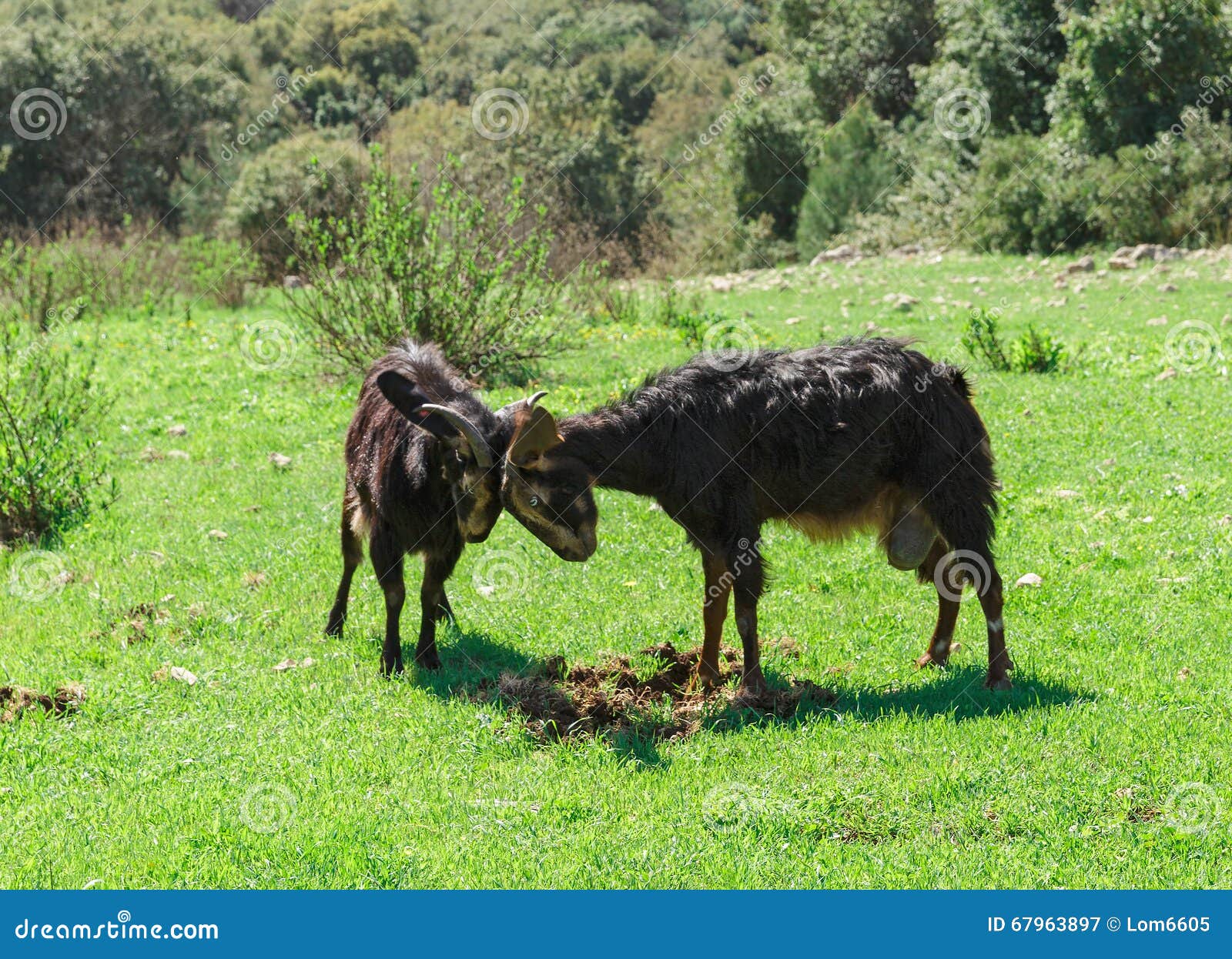 Fight mountain goats stock image. Image of head, israel - 67963897
