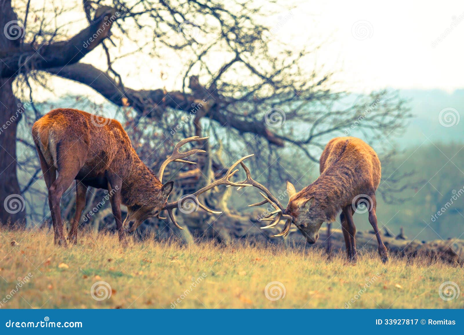 Fight of Red Deer Stags stock image. Image of wildlife - 33927817