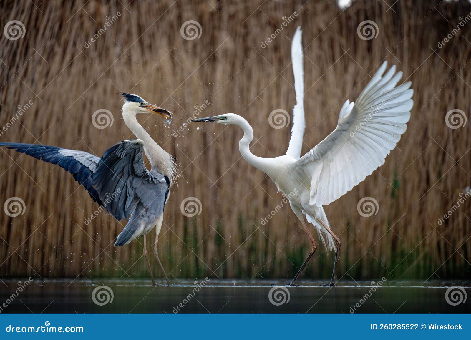 Fight Scene between the Crane Bird and Heron in the River, Close-up ...
