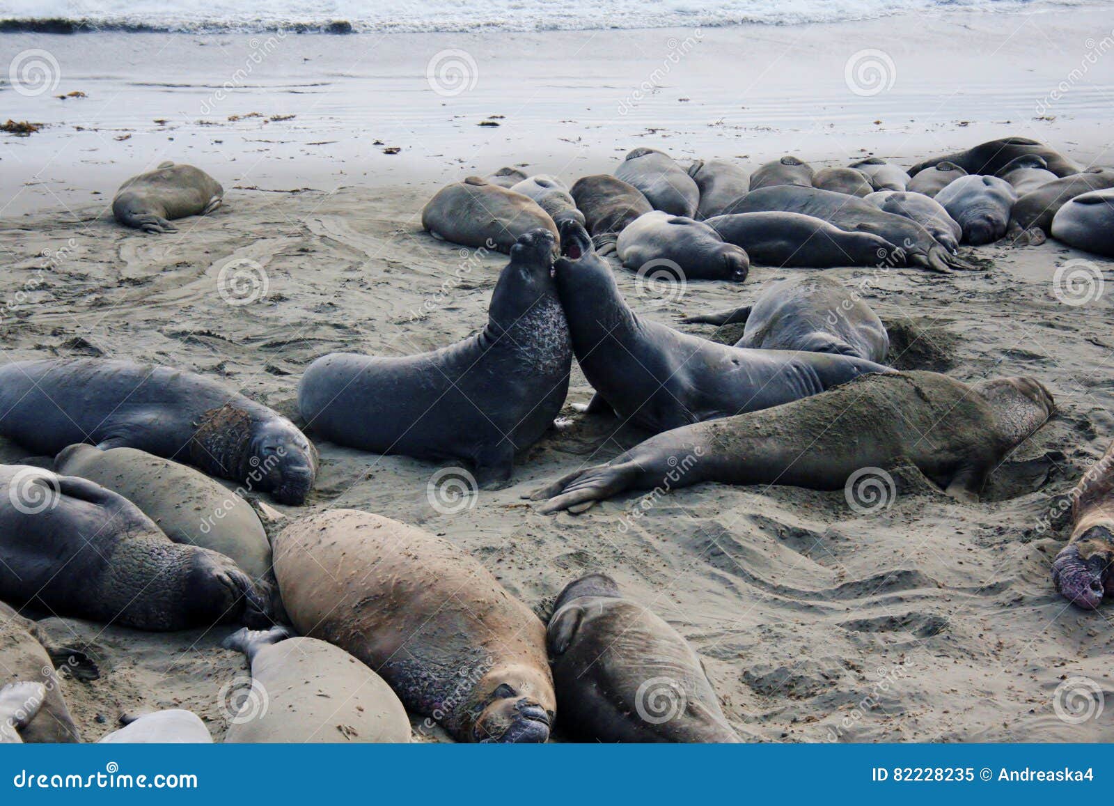 Fight of sea elephants stock image. Image of fight, seal - 82228235