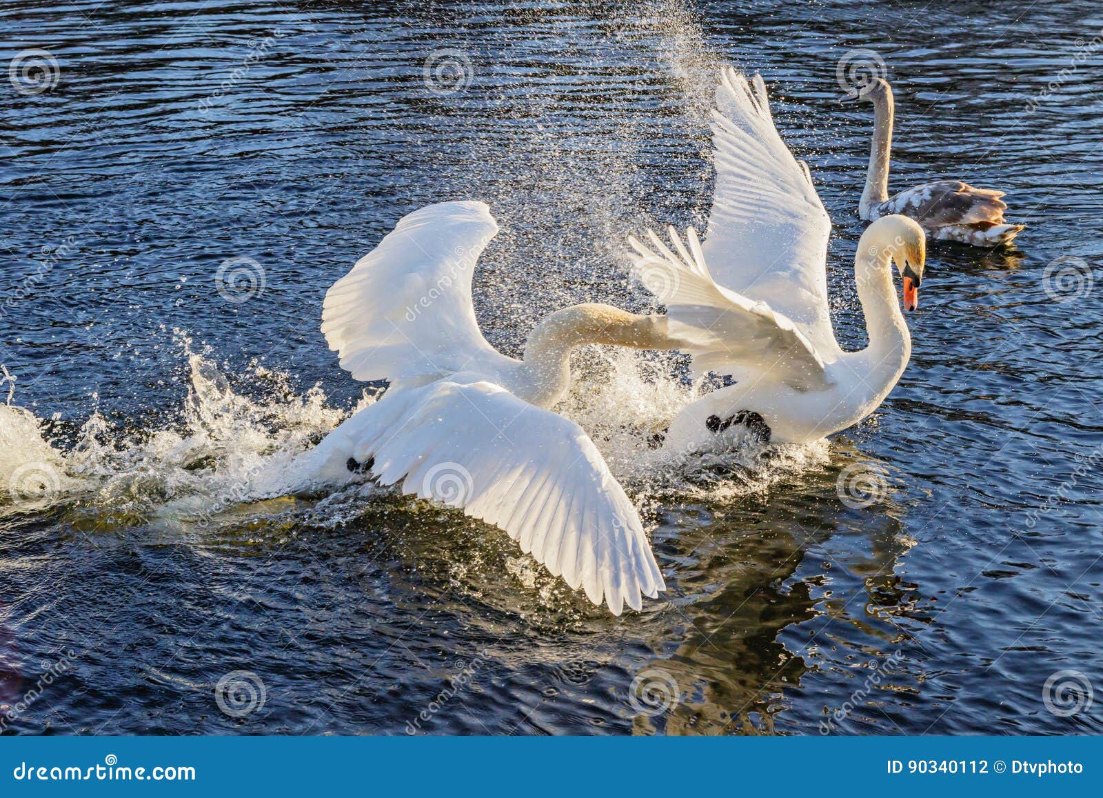 Fight of swans stock photo. Image of graceful, animal - 90340112