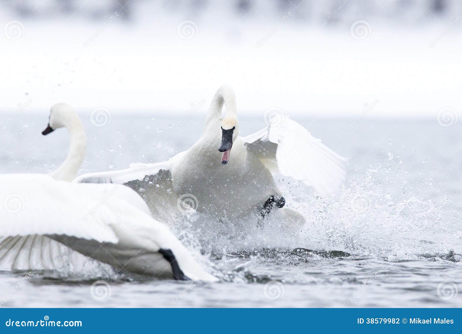 The fight is on stock photo. Image of flowing, montana - 38579982