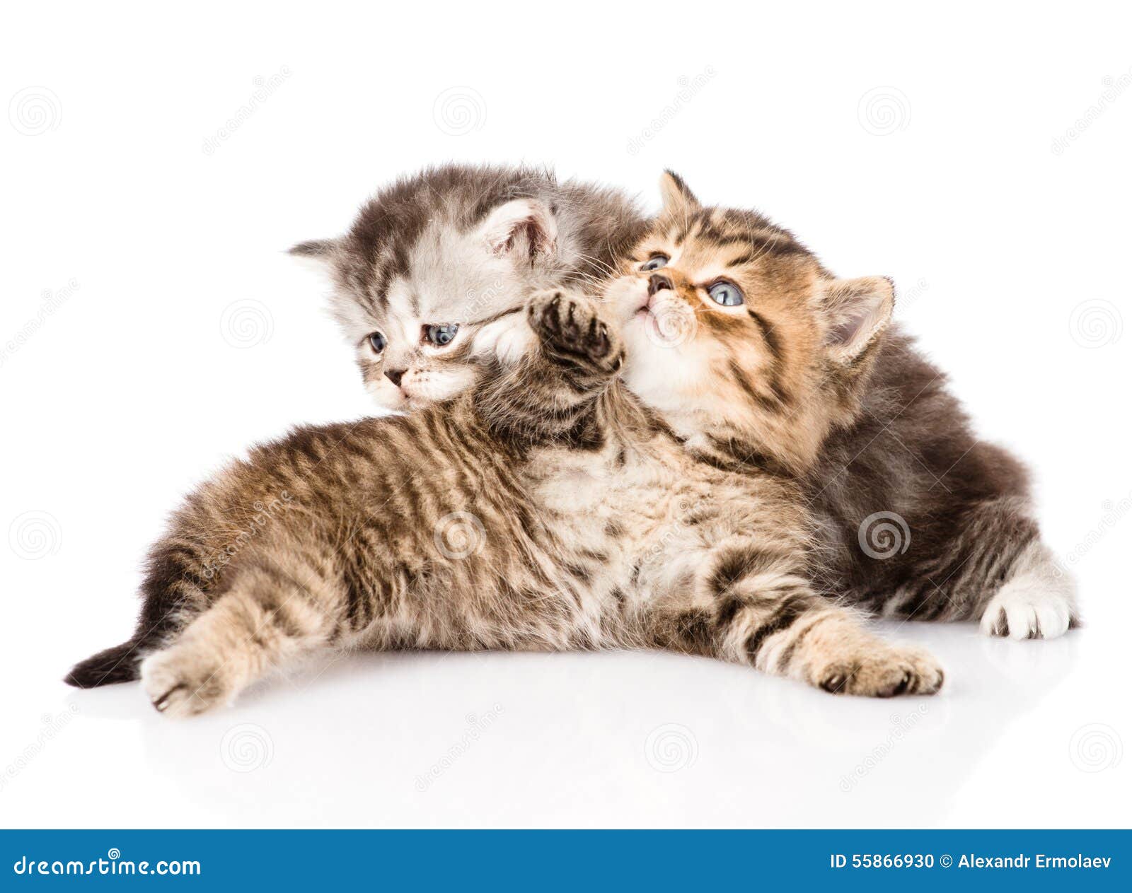 Fight between Two British Kittens. Isolated on White Background Stock ...