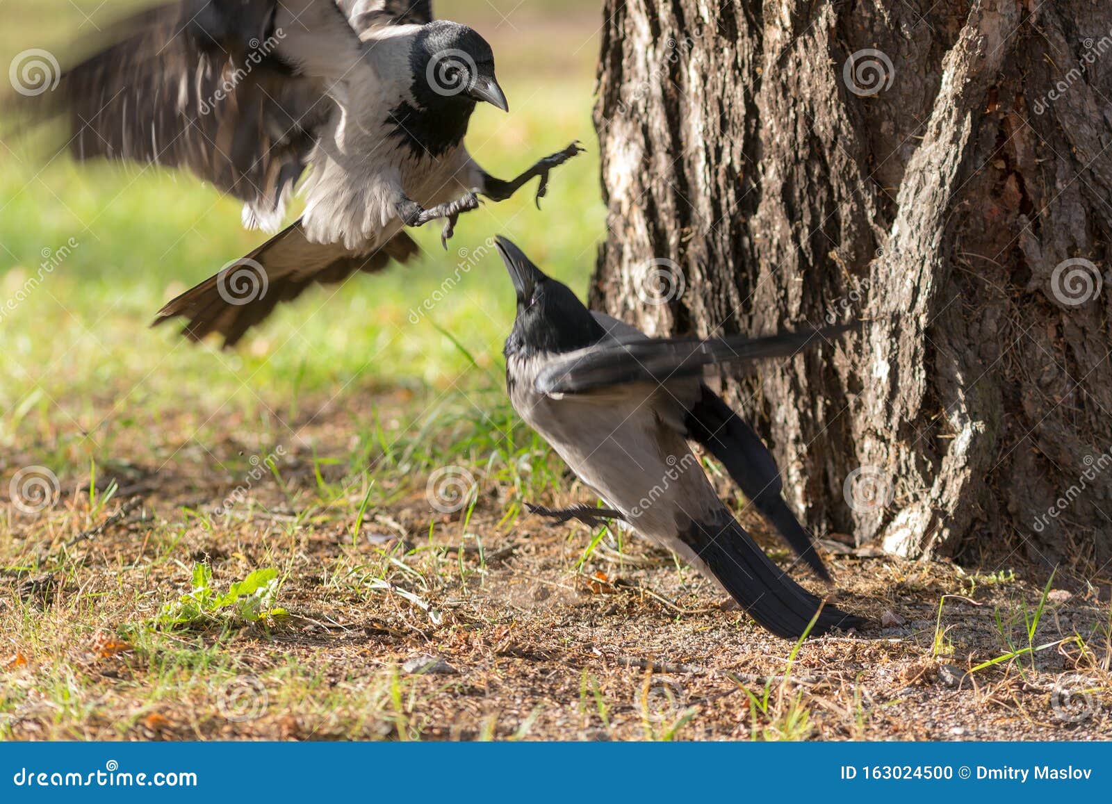 Fight between two crows stock photo. Image of fauna - 163024500