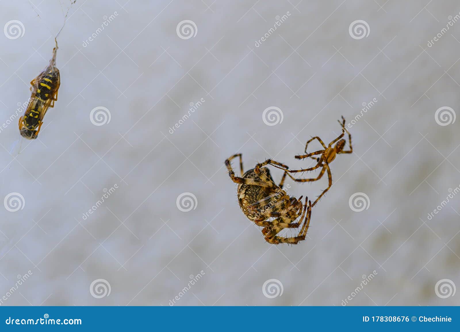 Fight between Two Differently Sized Spiders Stock Photo - Image of ...