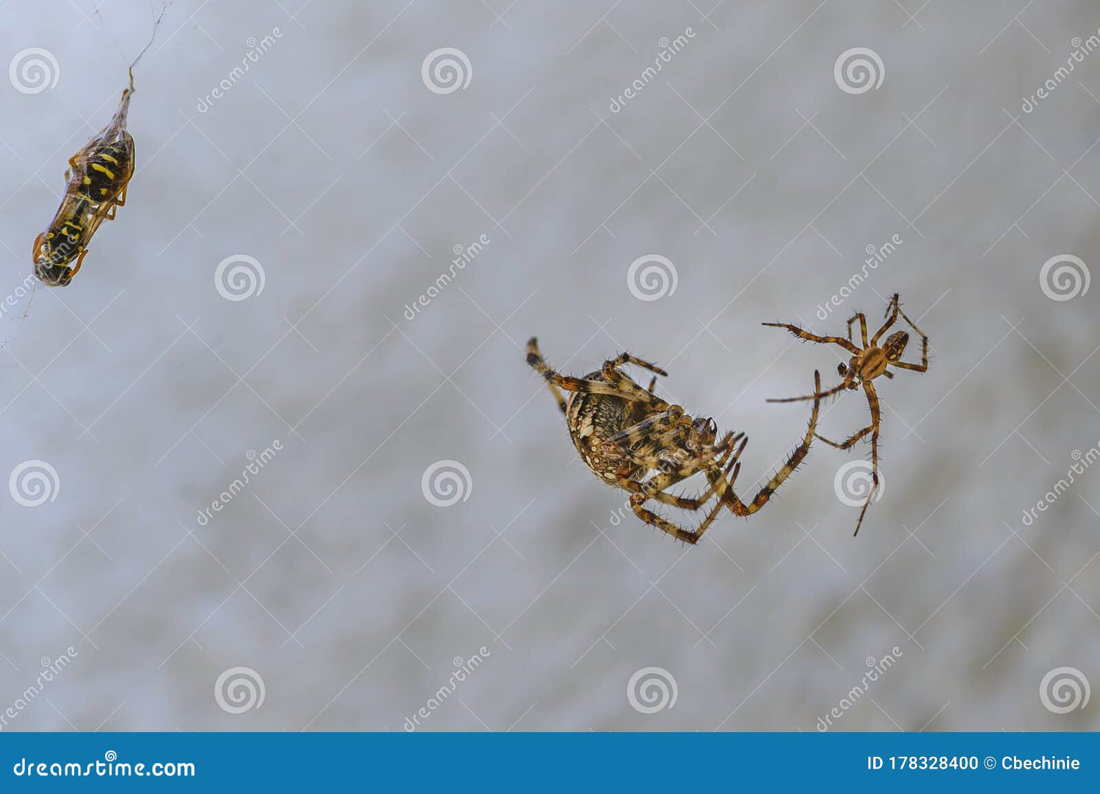 Fight between Two Differently Sized Spiders Stock Photo - Image of hang ...