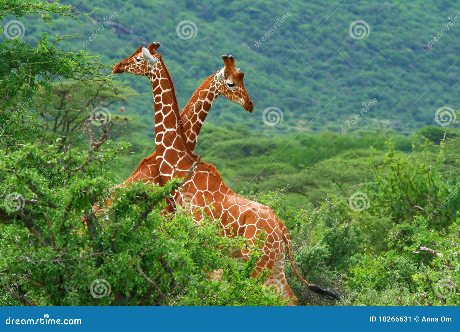 Fight of two giraffes stock image. Image of animal, mammal - 10266631