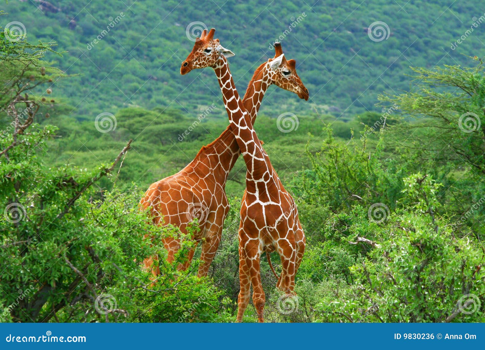 Fight of two giraffes stock photo. Image of grazing, african - 9830236