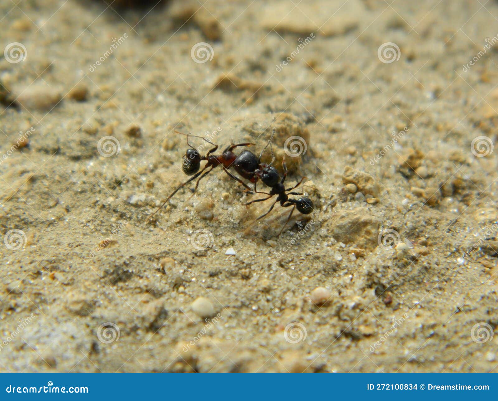 Fight between Two Leaders of Gangs of Ants Stock Photo - Image of ...