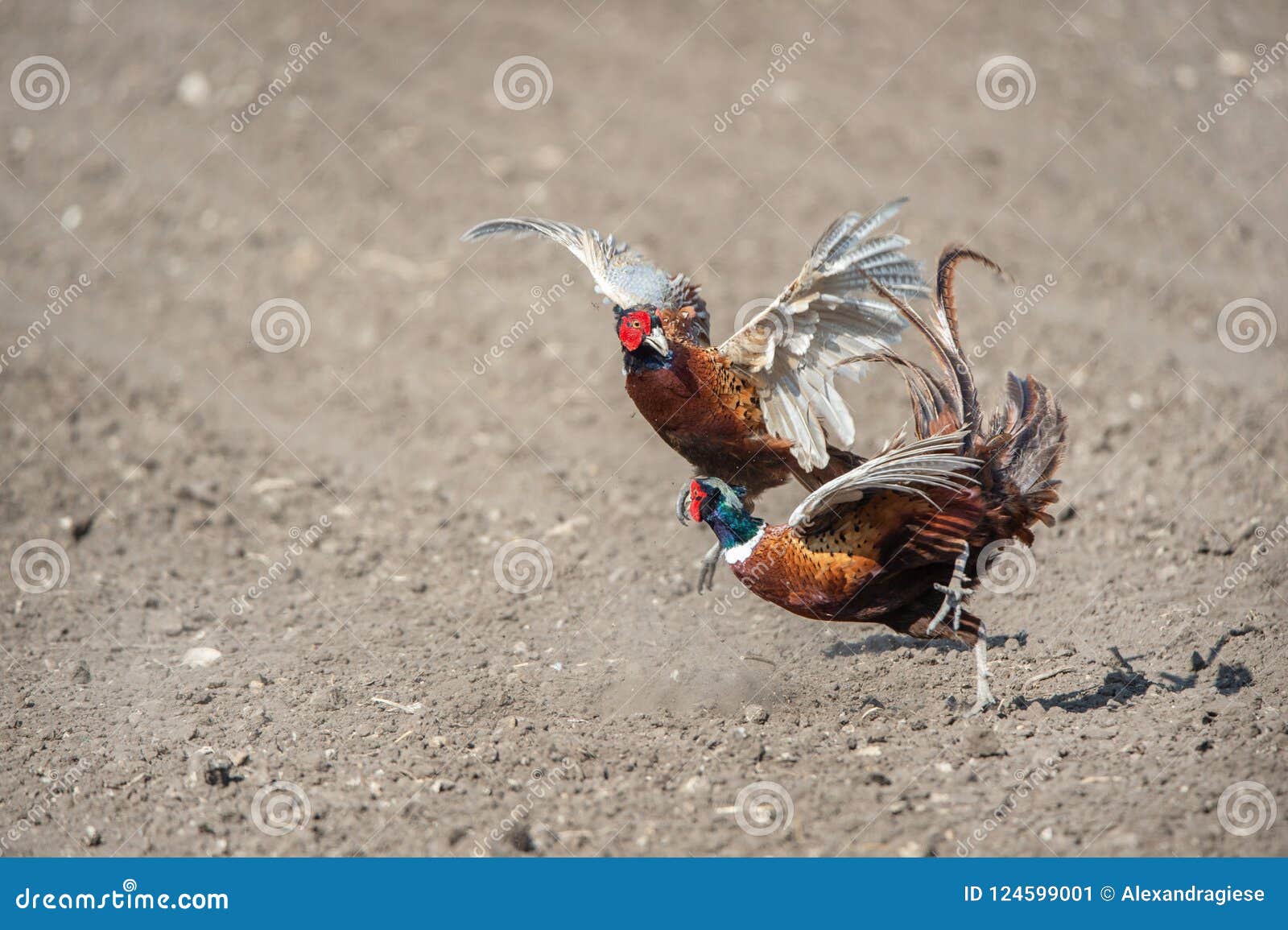 Fighting Male Angry Pheasants Stock Image - Image of colorful ...