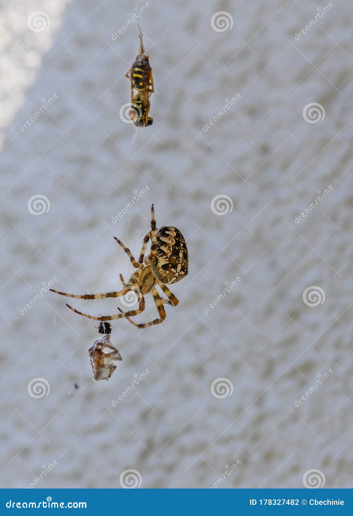 After the Fight between Two Spiders of Different Size Stock Photo ...