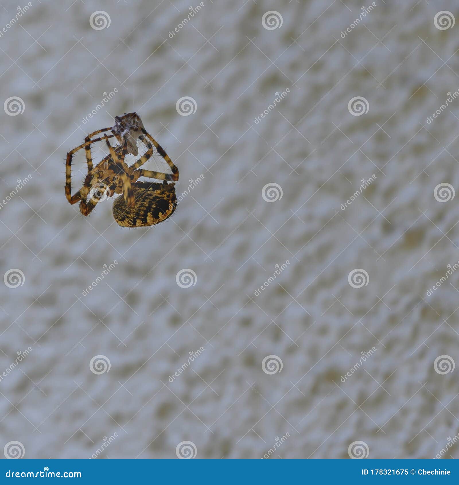 Fight between Two Spiders of Different Size, the Smaller Has Lost and ...