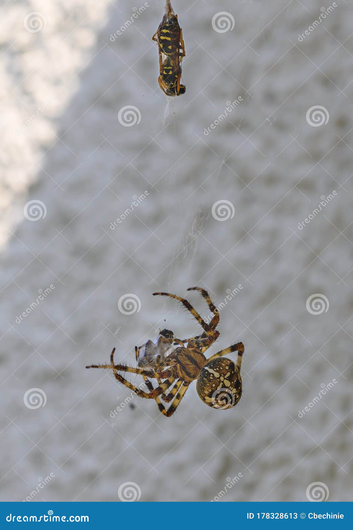 After Fight between Two Spiders of Different Size, the Smaller Has Lost ...
