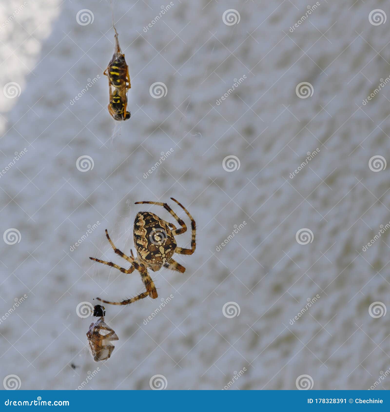 Fight between Two Spiders of Different Size, the Smaller Has Lost and ...
