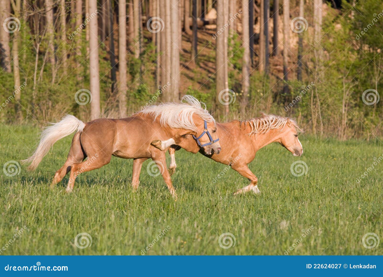 Fight of two stallions stock image. Image of farm, equestrian - 22624027