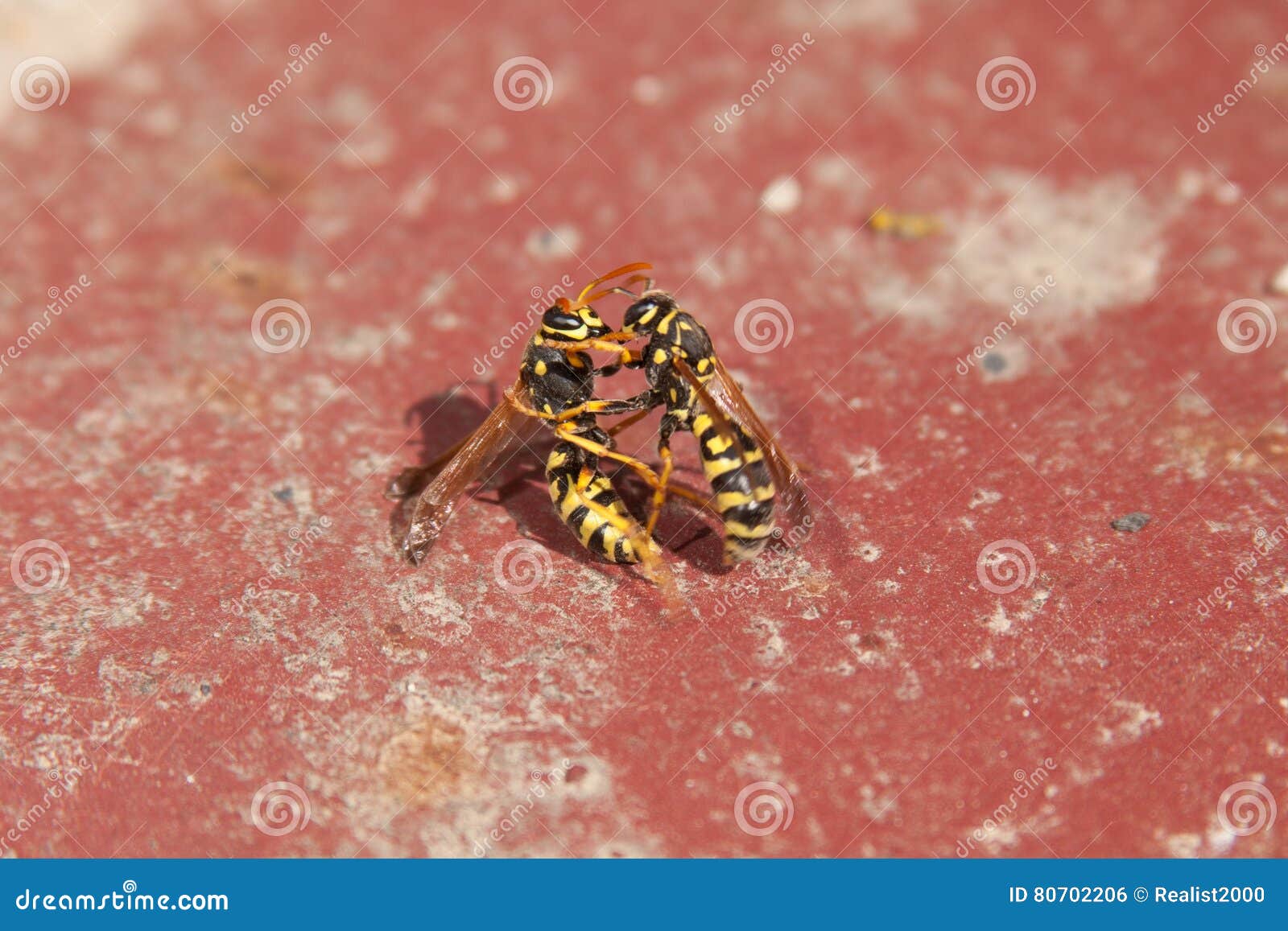 Fight of two wasps stock photo. Image of hunter, sitting - 80702206