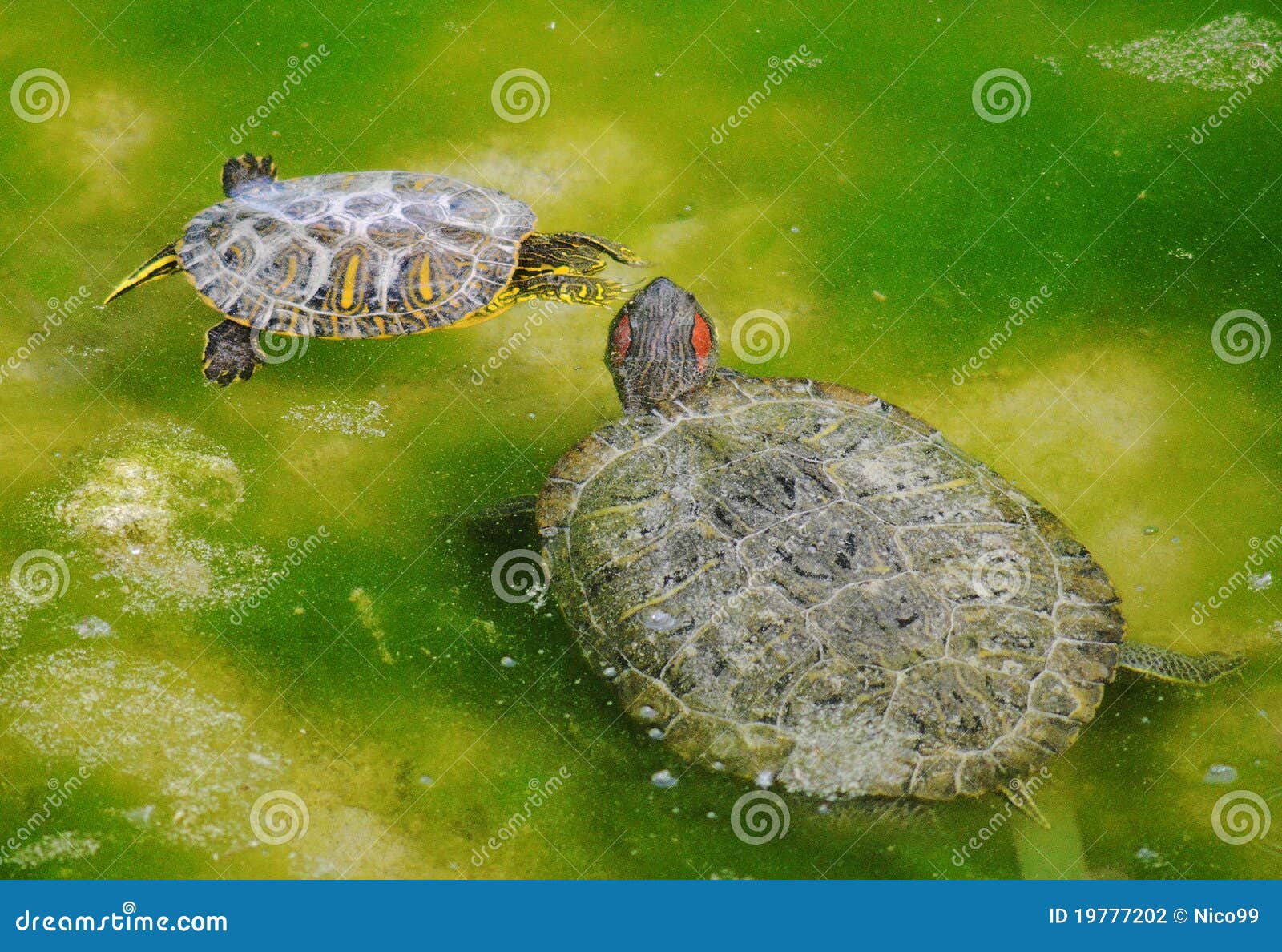 Fight of water turtles stock photo. Image of lakes, copy - 19777202