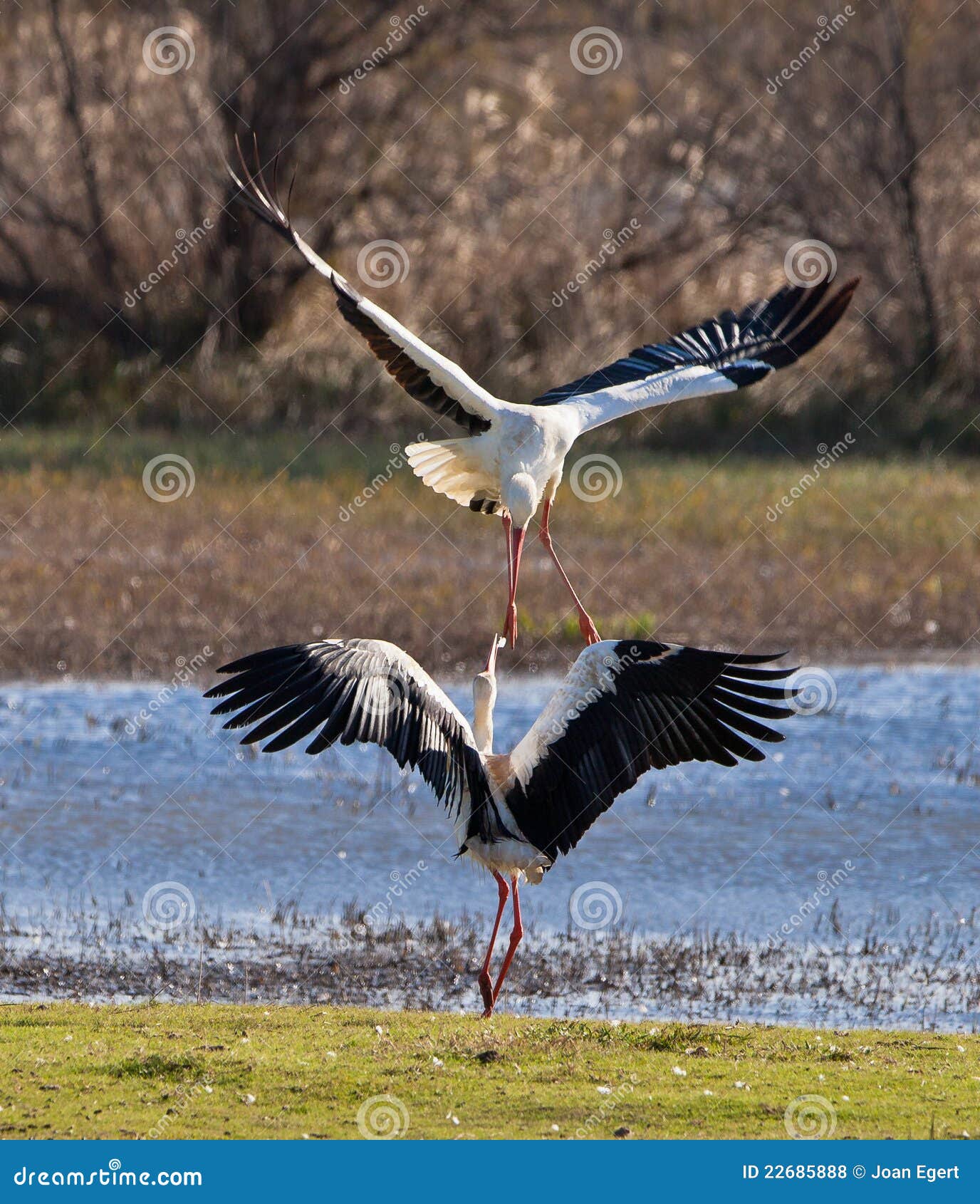 The Fight of the White Storks Stock Photo - Image of european, animal ...
