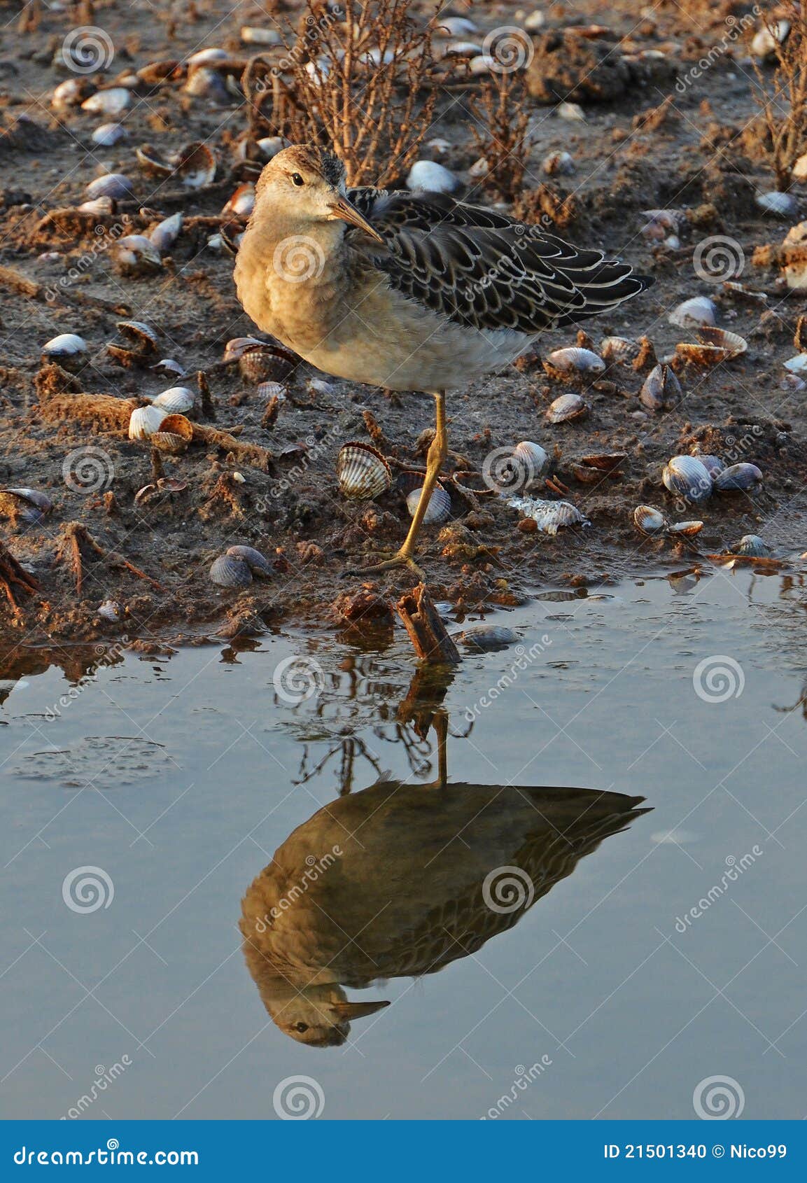 Fighter bird stock photo. Image of wildlife, copy, plume - 21501340