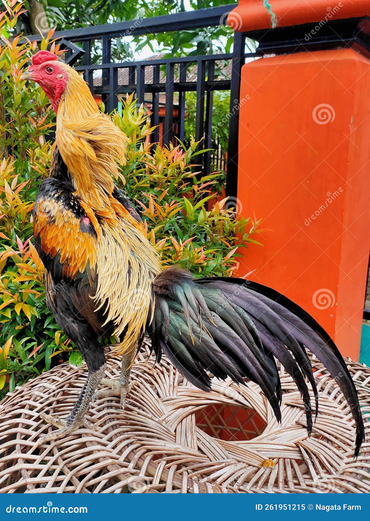 Fighter Mangon & X28;NAGATA FARM& X29; Stock Image - Image of nagata ...