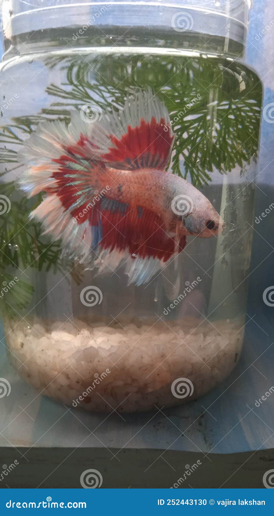 The fighter fish stock photo. Image of fish, colourfullfish - 252443130