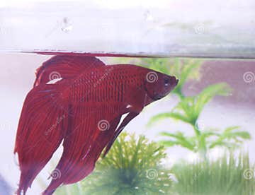 Fighter-fish#3 stock photo. Image of depth, bowl, close - 303238