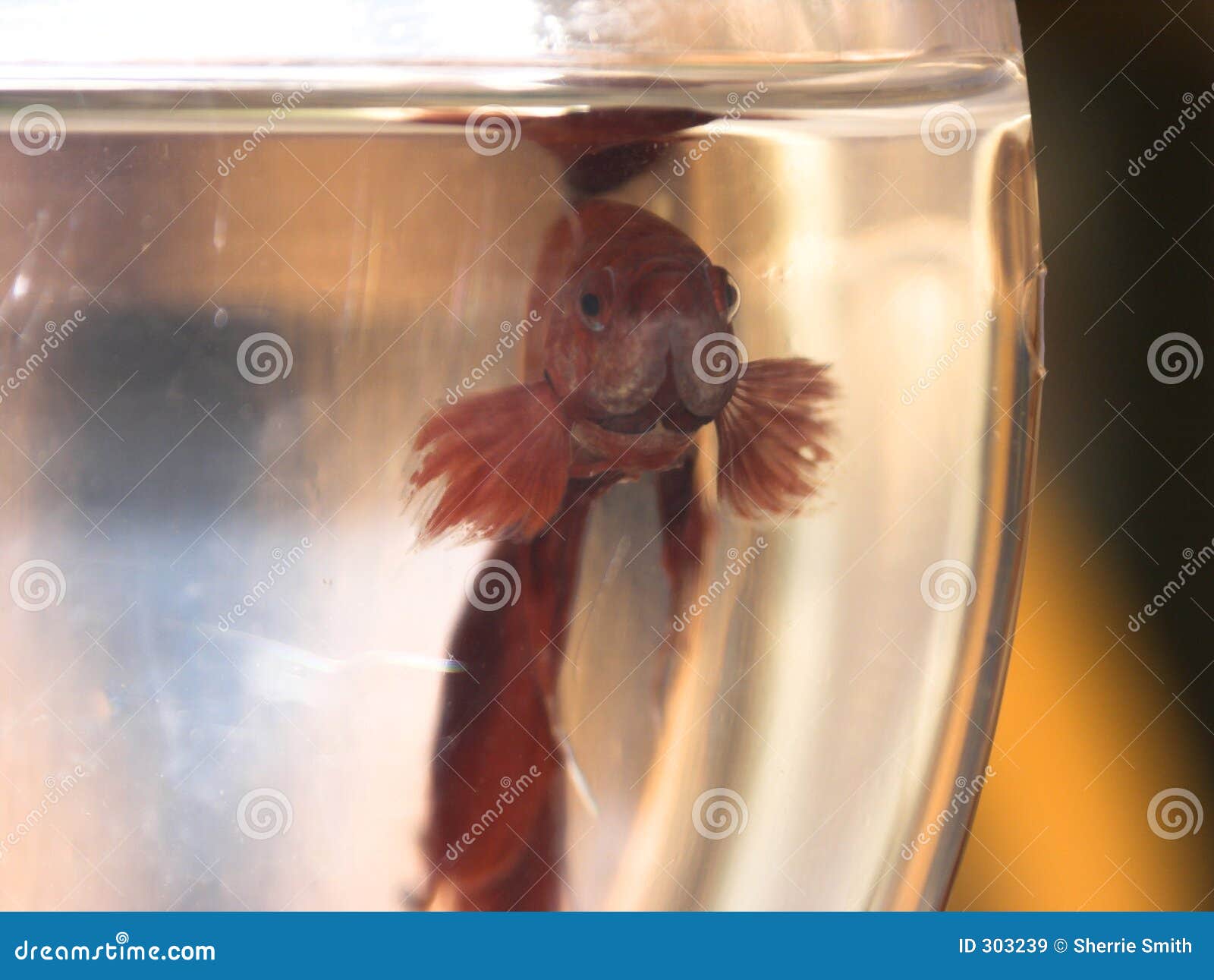 Fighter-fish stock image. Image of alone, posing, aqua - 303239