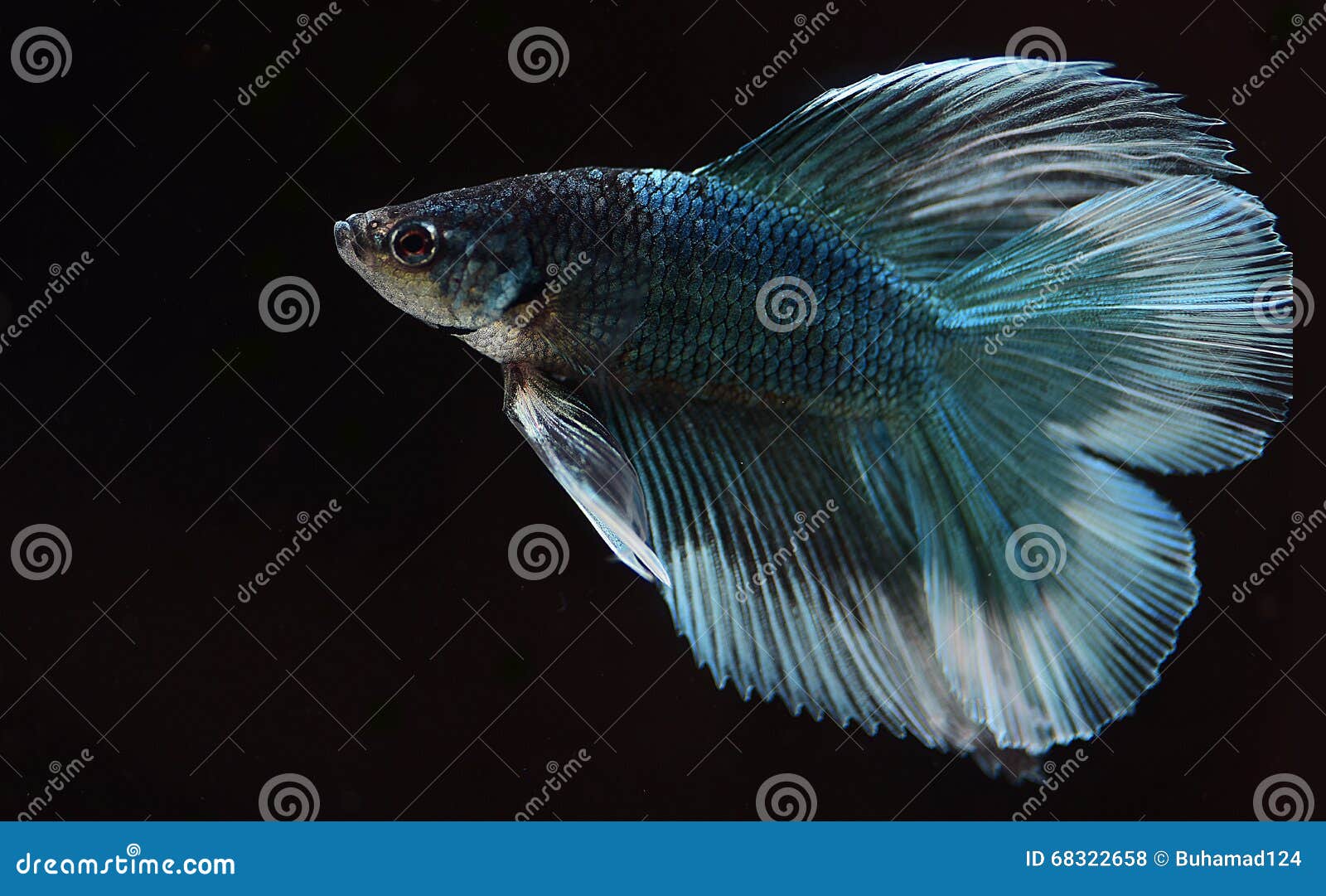 Fighter fish stock photo. Image of black, fish, underwater - 68322658