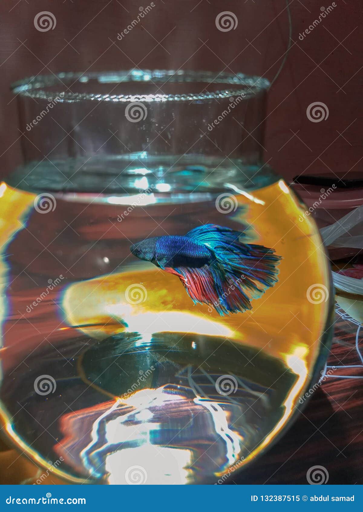 Fighter fish stock image. Image of fighter, friendship - 132387515