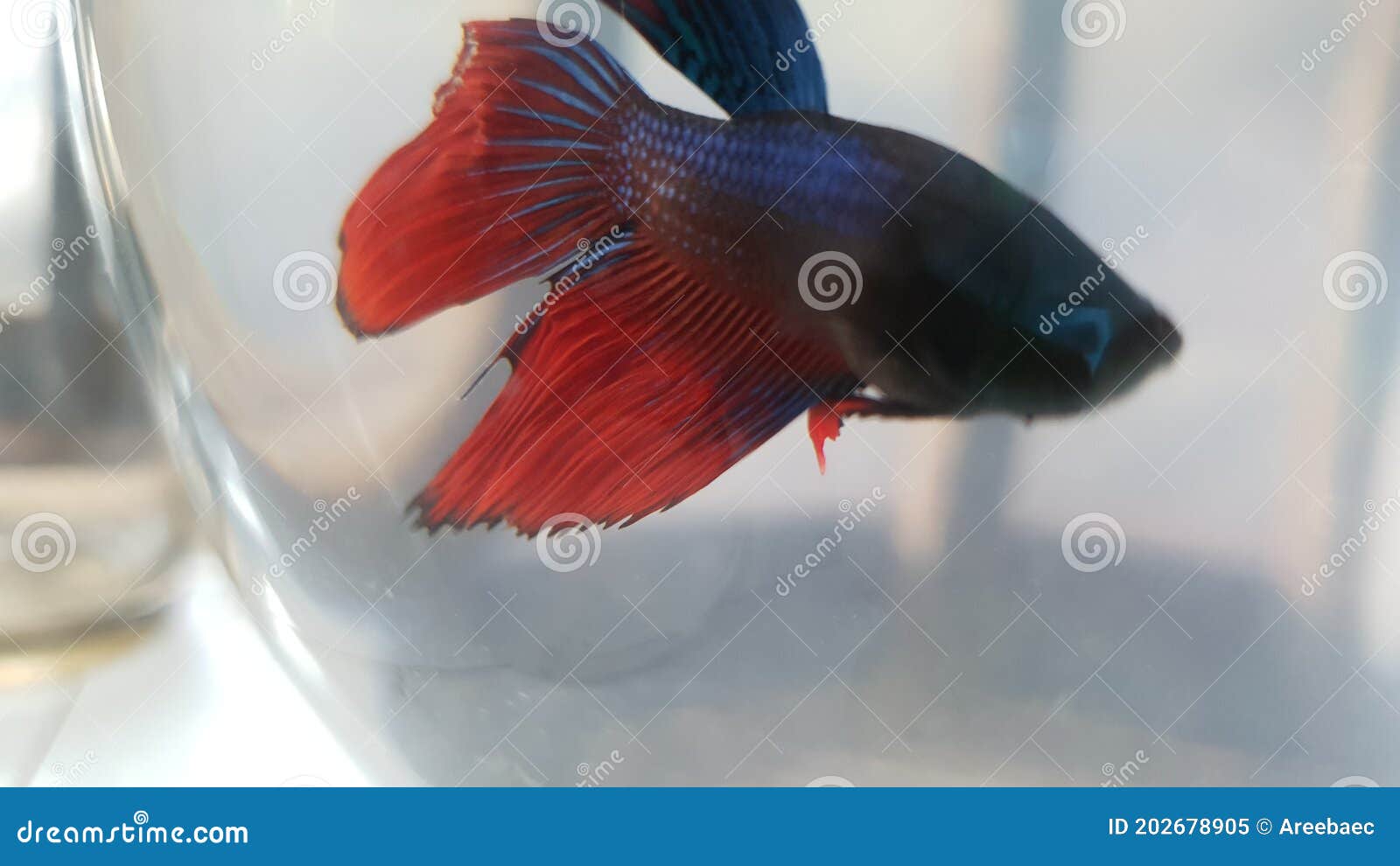 Fighter fish on a pot stock image. Image of wing, food - 202678905